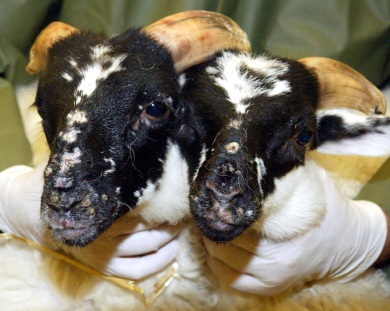 Poxvirus Infections: Important threat to both animal and human health